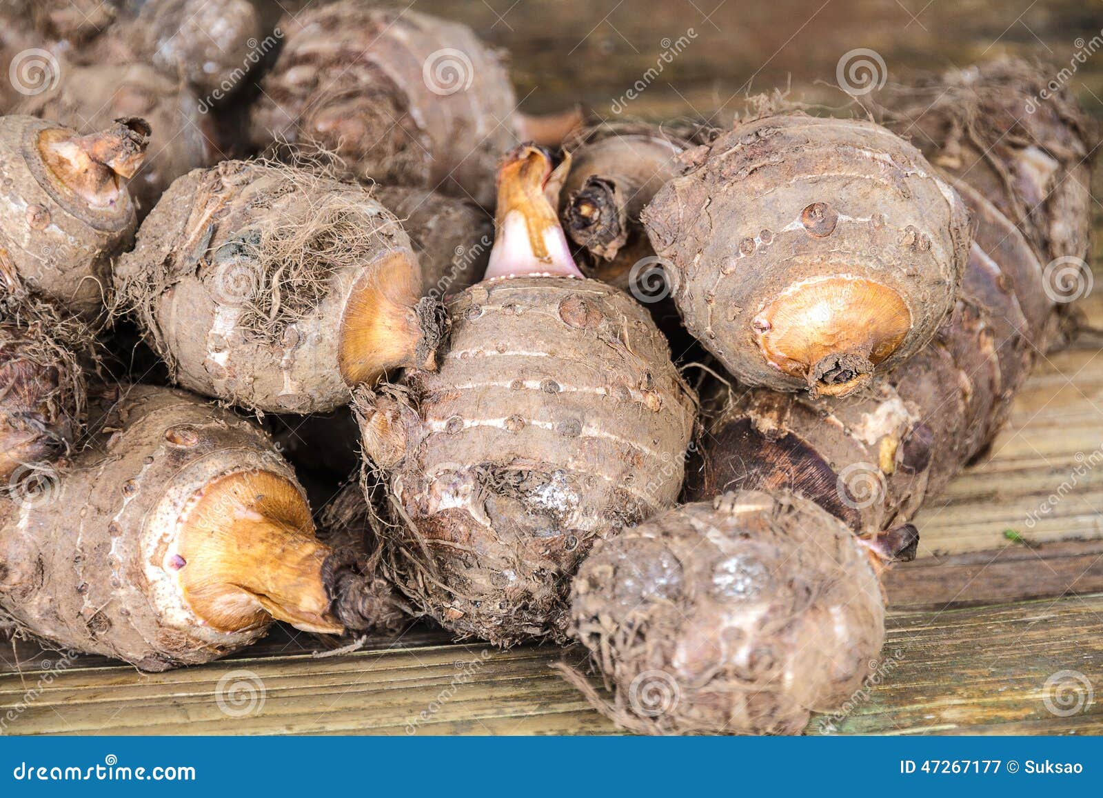 Taro raw stock image. Image of soil, asian, root, oriental - 47267177