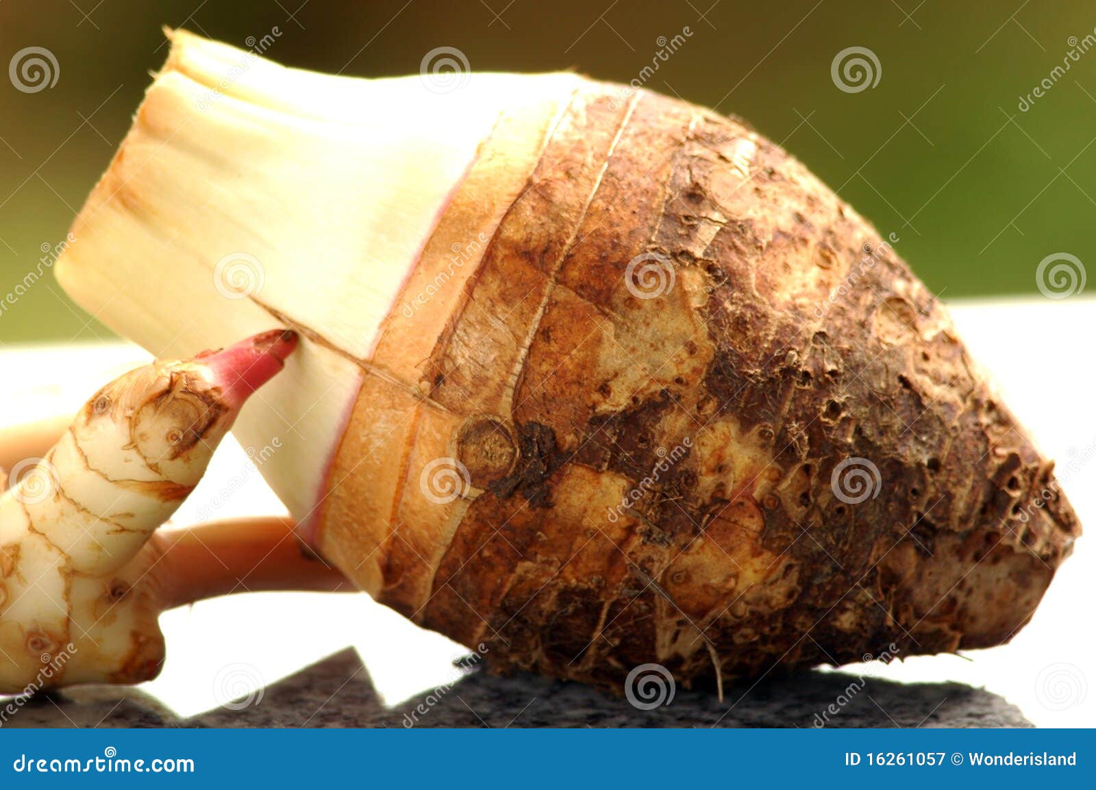 Taro Root stock image. Image of bulb, carbohydrate, tropical - 16261057
