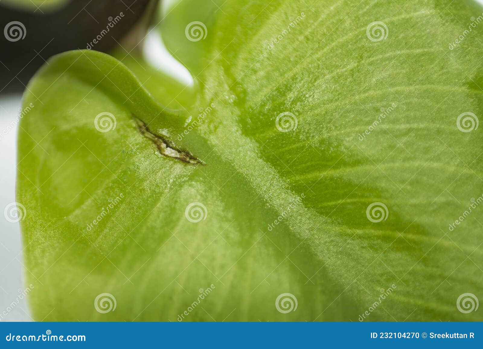 Taro Root or Colocasia Leaf. Taro Root Leaf Very Closeup Image. Leaf ...