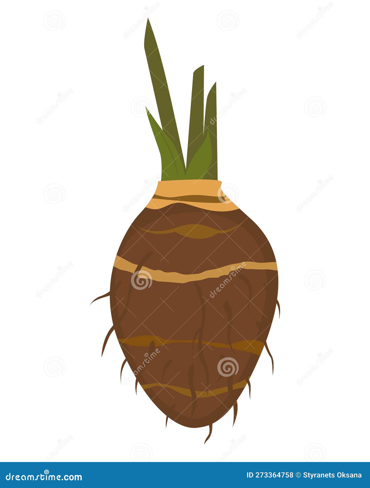 Taro Root. Colocasia Esculenta. Hand Draw Sketch Vector Illustration ...