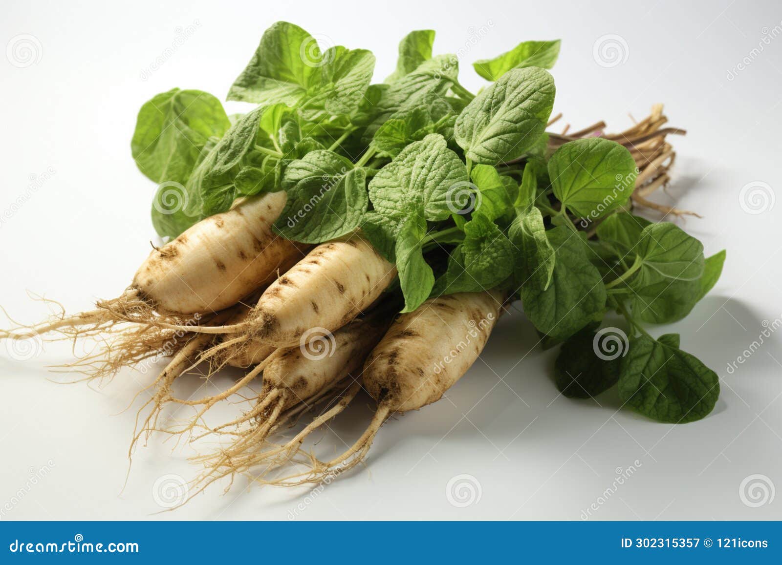Taro Root, Leaf And Slices. Colocasia Esculenta. Hand Draw Sketch ...