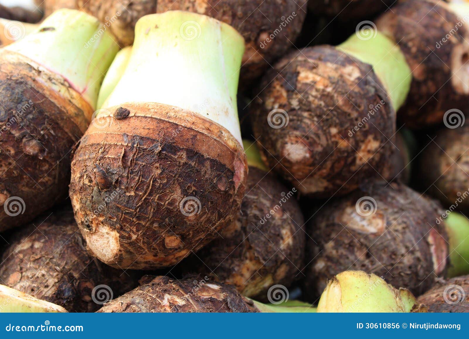 Taro Roots arkivfoto. Bild av ordnings, inget, frukter - 30610856