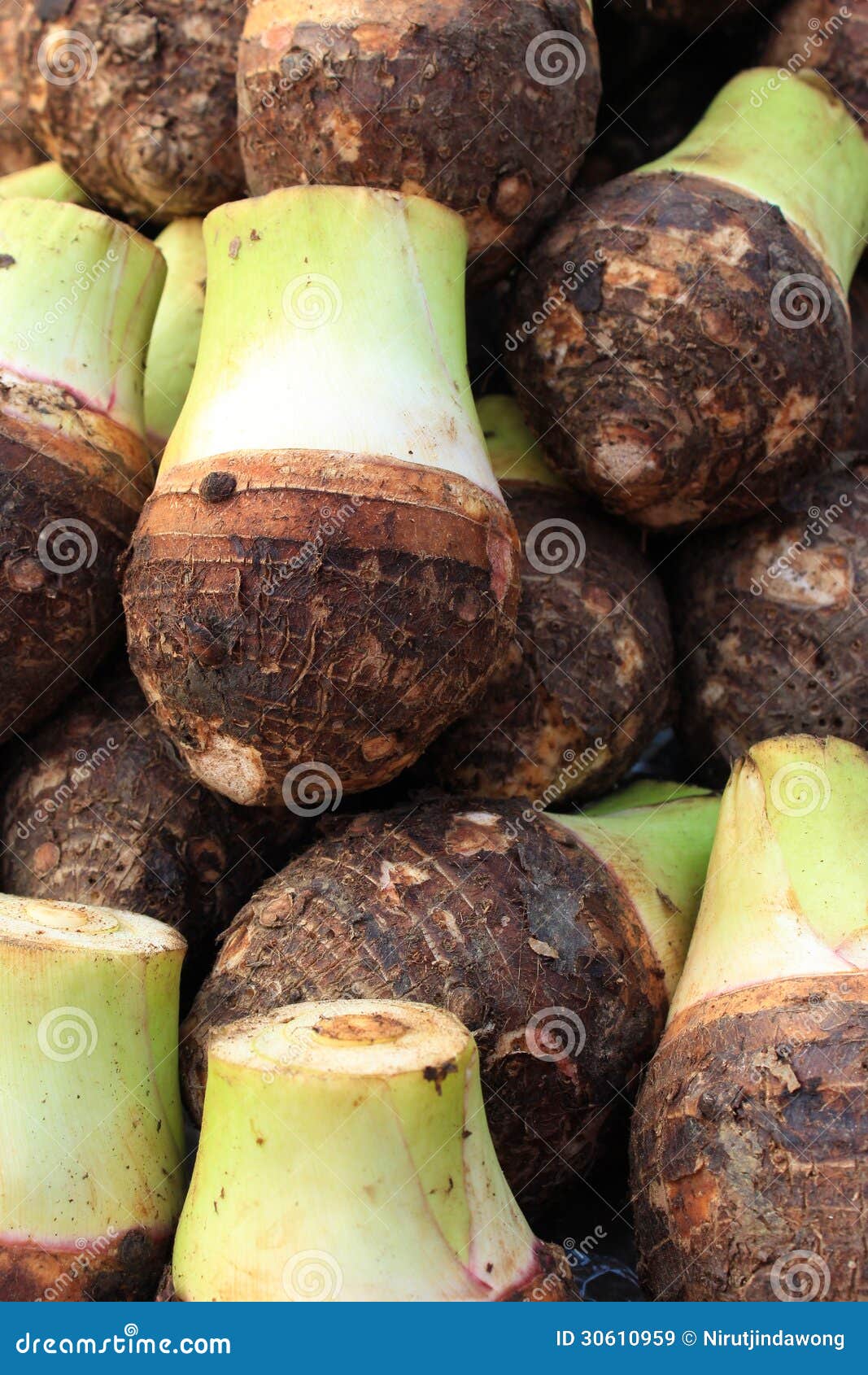 Taro Roots image stock. Image du chinois, sain, boisson - 30610959