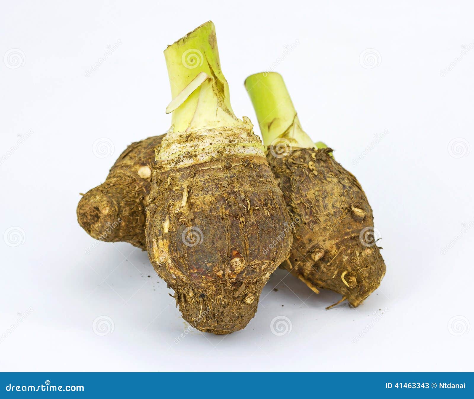 Taro roots stock image. Image of agriculture, root, plant - 41463343