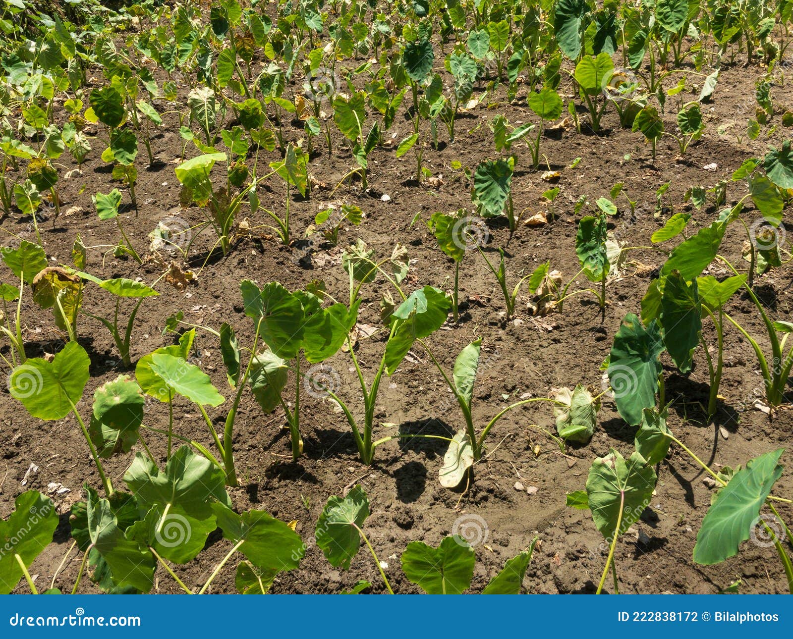 Taro Roots Plants in the Field Stock Photo - Image of flora, invasive ...