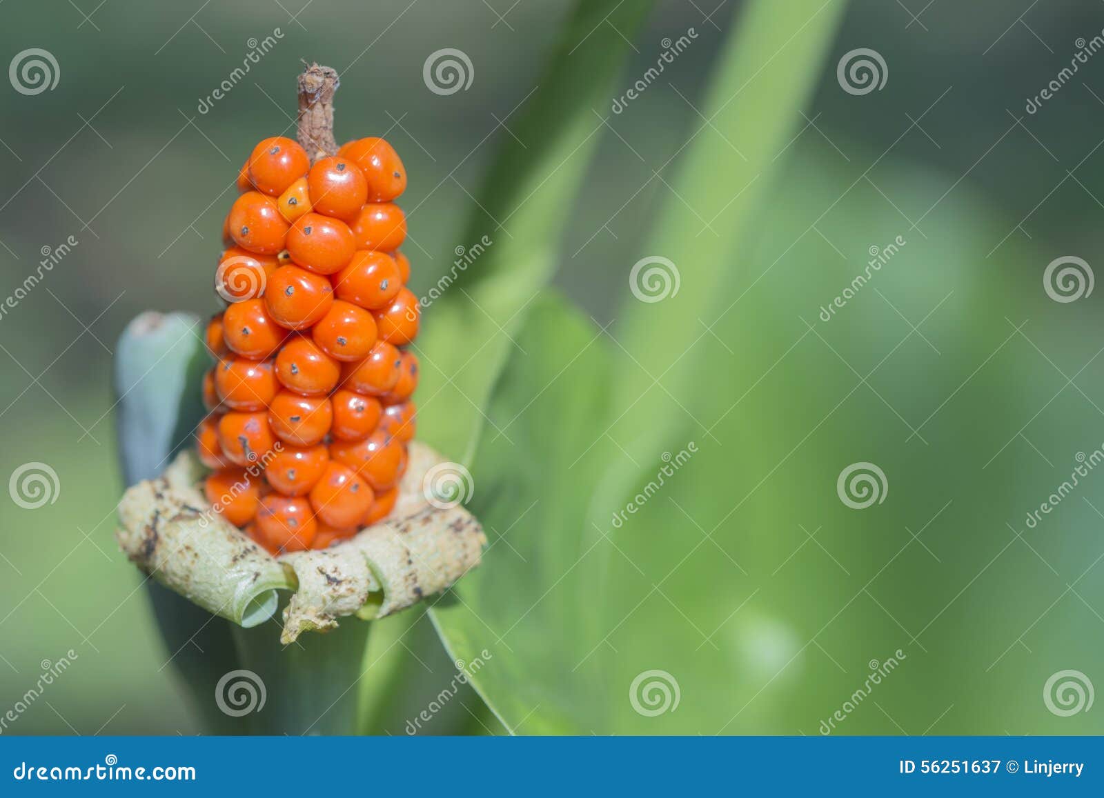 Taro s red fruit stock image. Image of botanical, leaf - 56251637