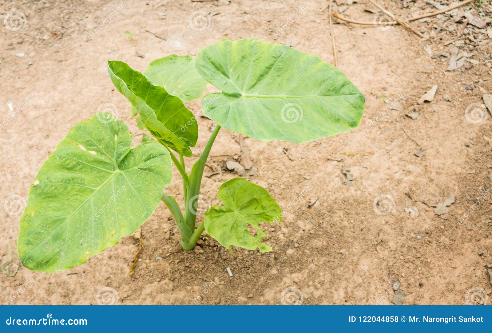 Taro Stalk stock photo. Image of dust, large, planted - 122044858