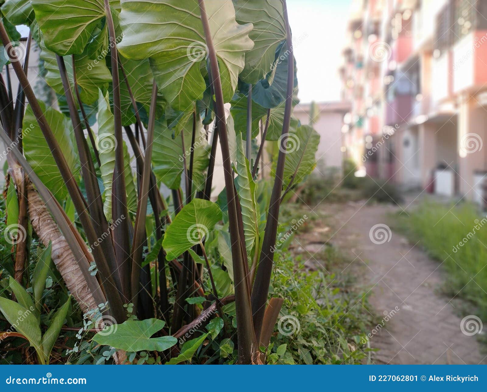 Taro tree in the garden stock image. Image of grass - 227062801
