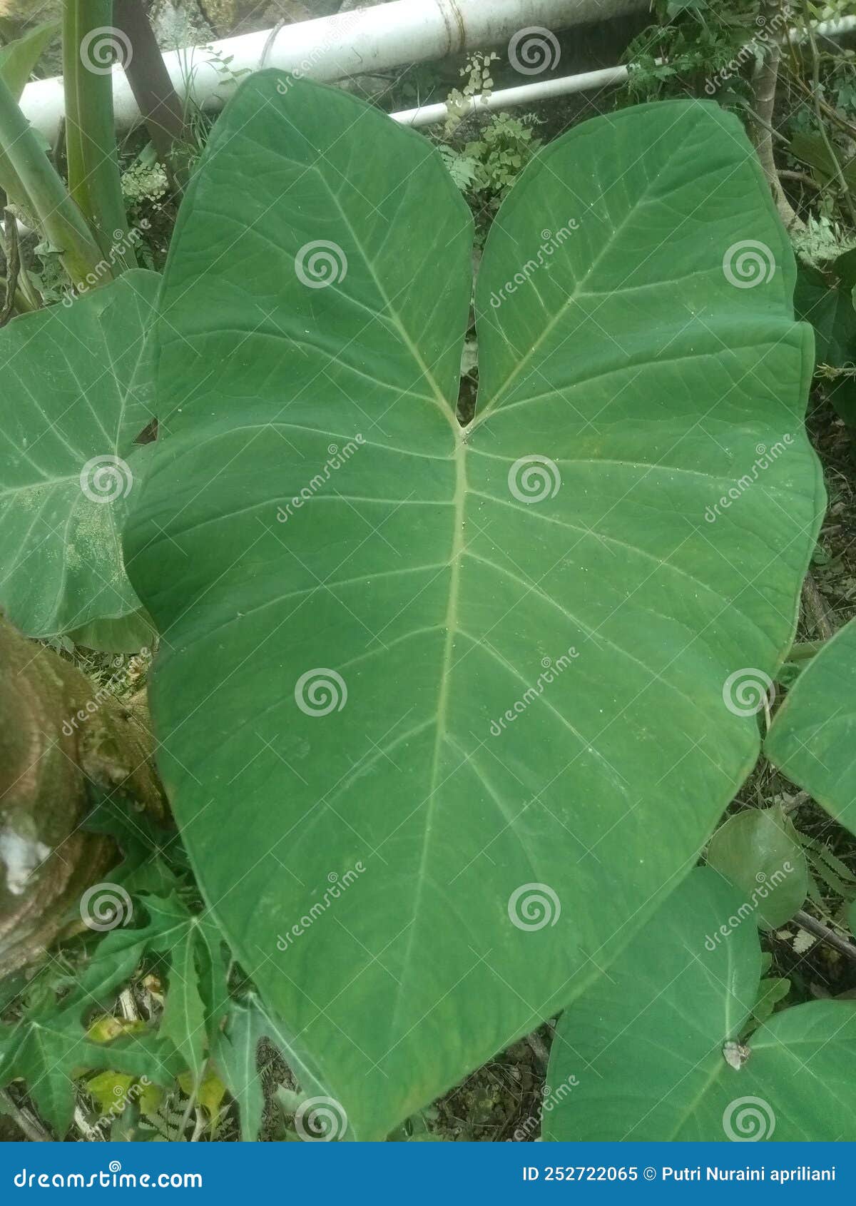 Taro Tree is Green with a Unique Texture and Shape Stock Image - Image ...