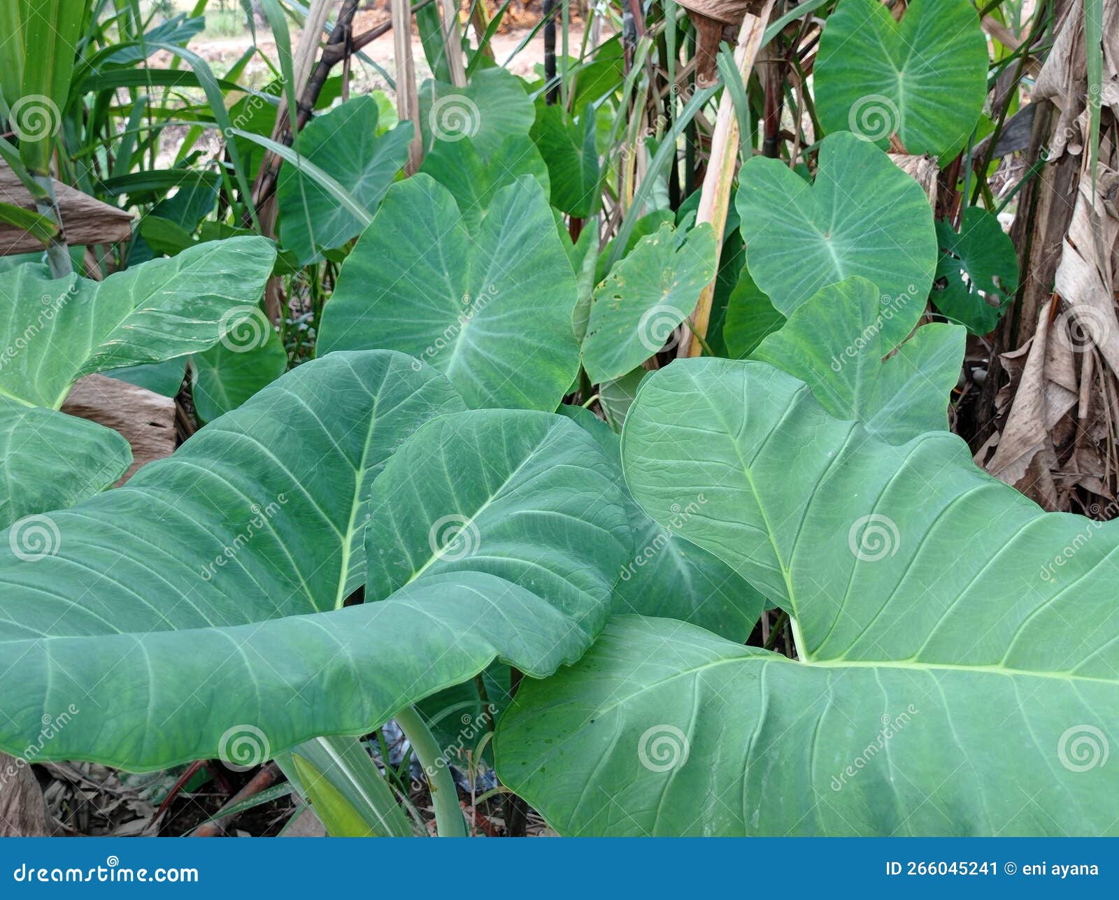 Taro tree is a tuber tree stock image. Image of fruit - 266045241