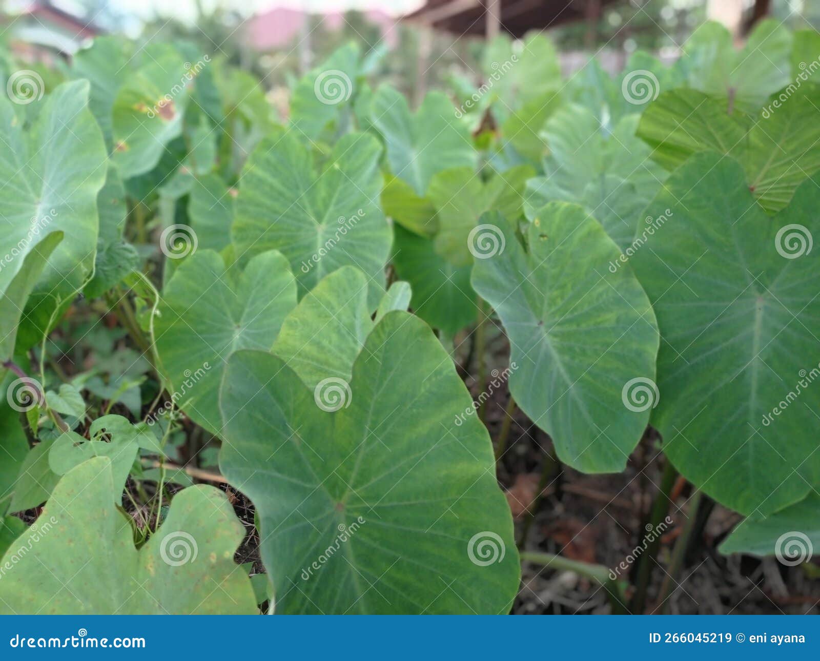 Taro Tree in Uncle& X27;s Garden Stock Image - Image of uncles, shrub ...