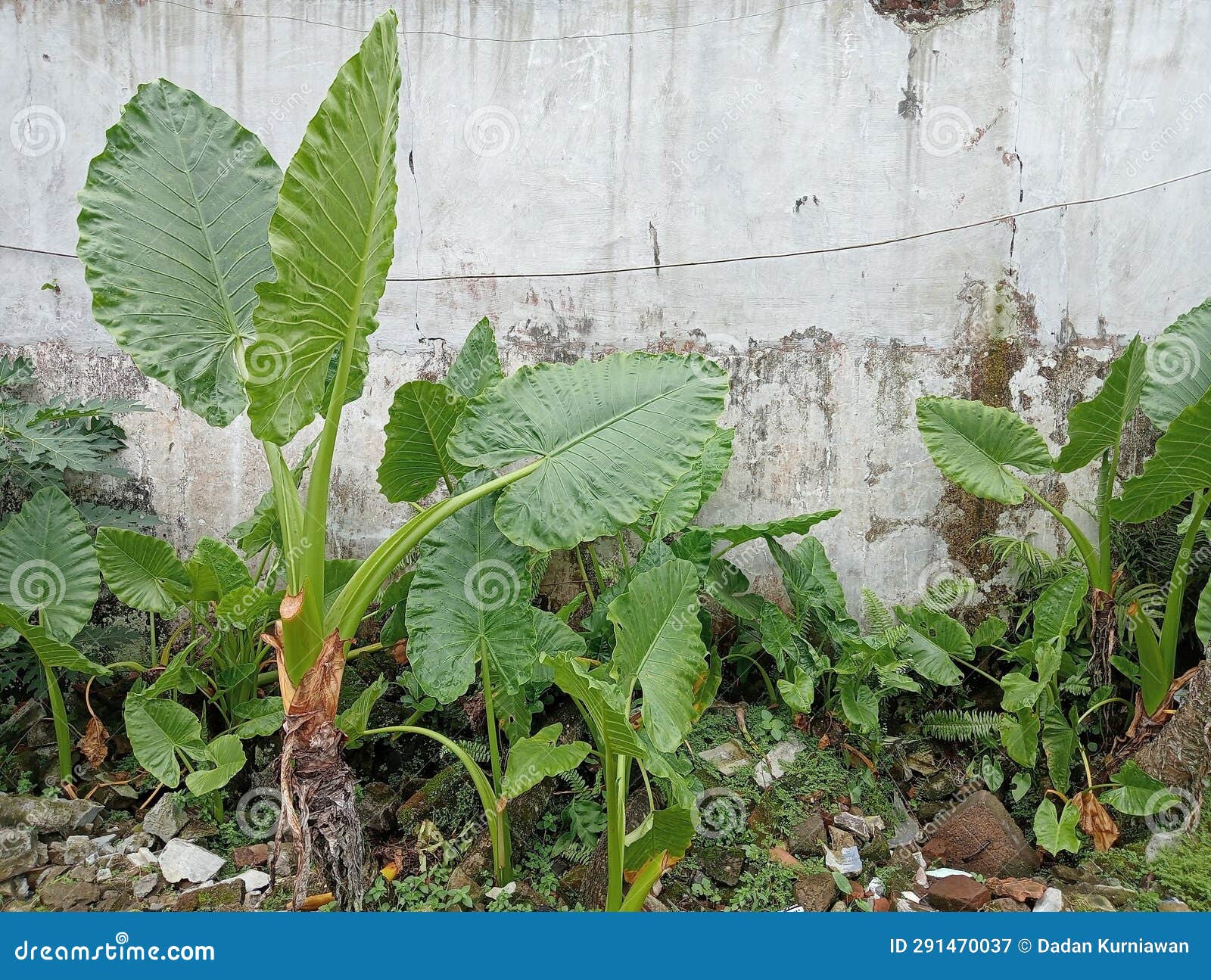 Taro Tree Whose Leaves are Very Wide and Taro Tree Whose Leaves Small ...