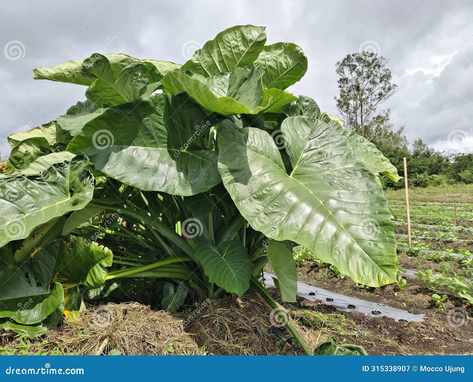 Taro Trees Grow Around the House Stock Image - Image of house, taro ...