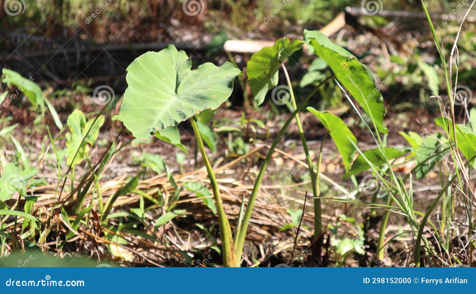 Taro trees stock photo. Image of green, natural, environment - 298152000
