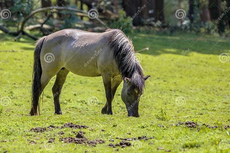 Tarpan zdjęcie stock. Obraz złożonej z rzadki, portret - 77431540