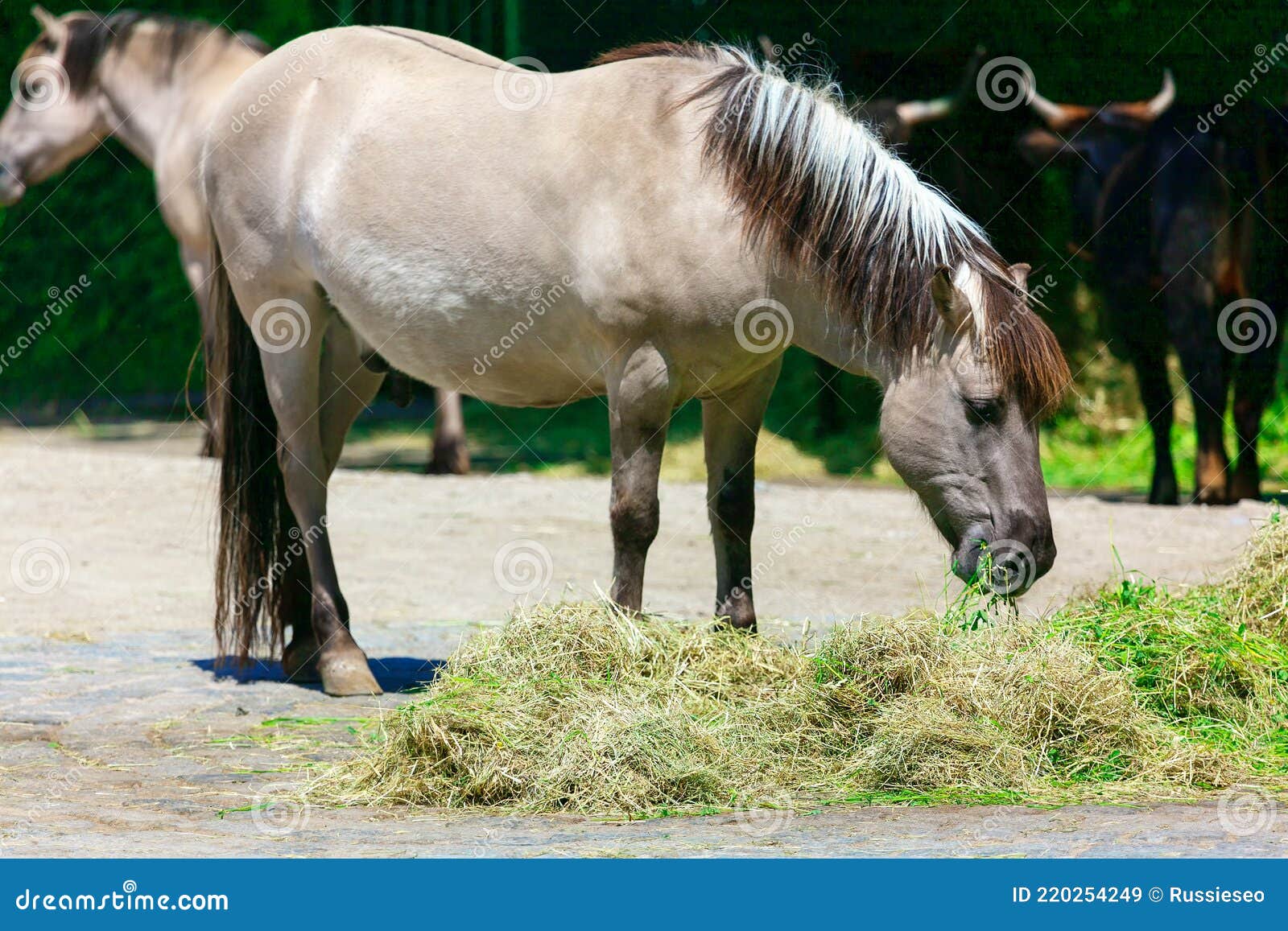 Tarpan Wild Horses stock image. Image of beautiful, habitat - 220254249