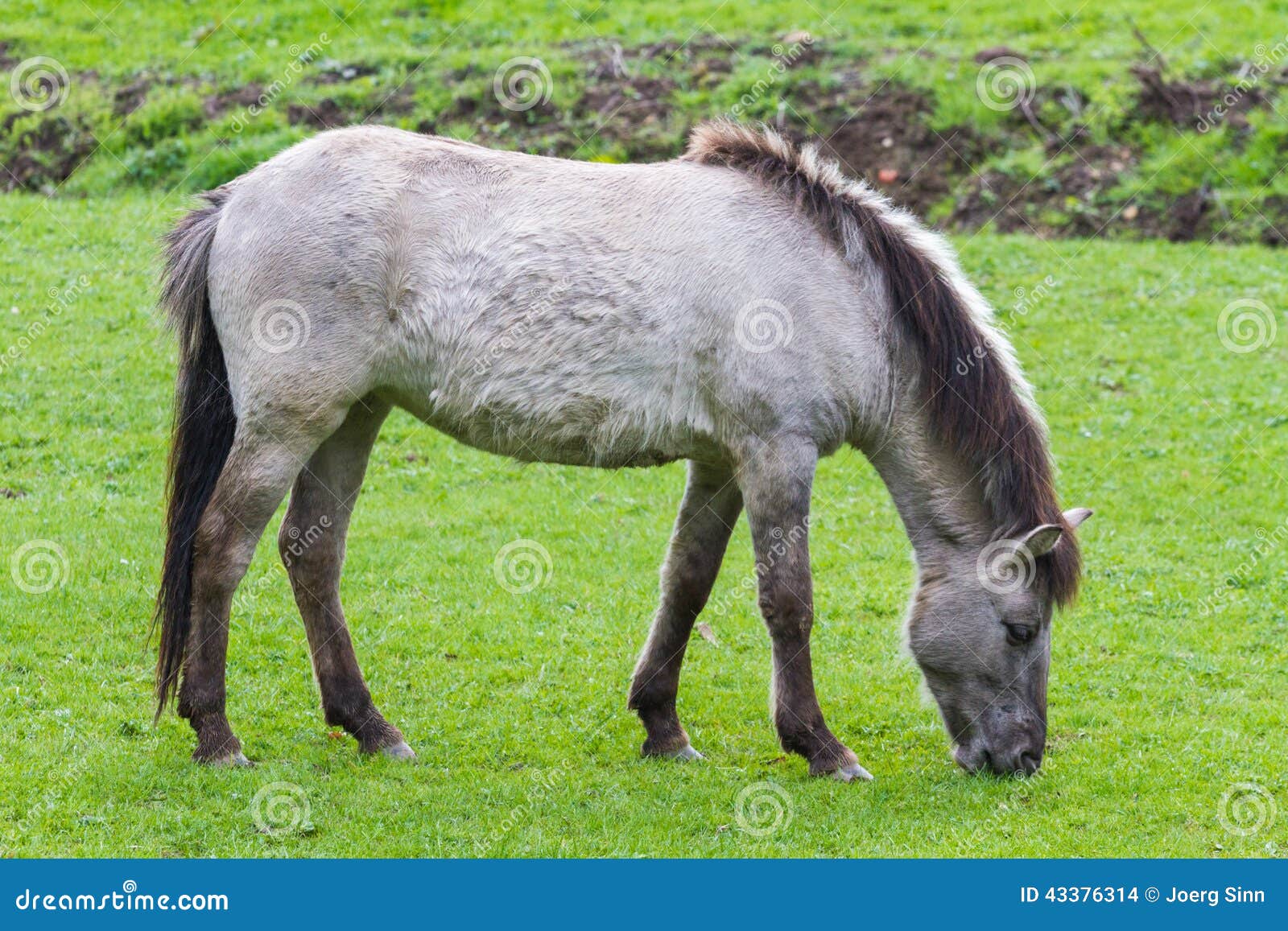 Tarpan stock photo. Image of head, feed, animals, forest - 43376314