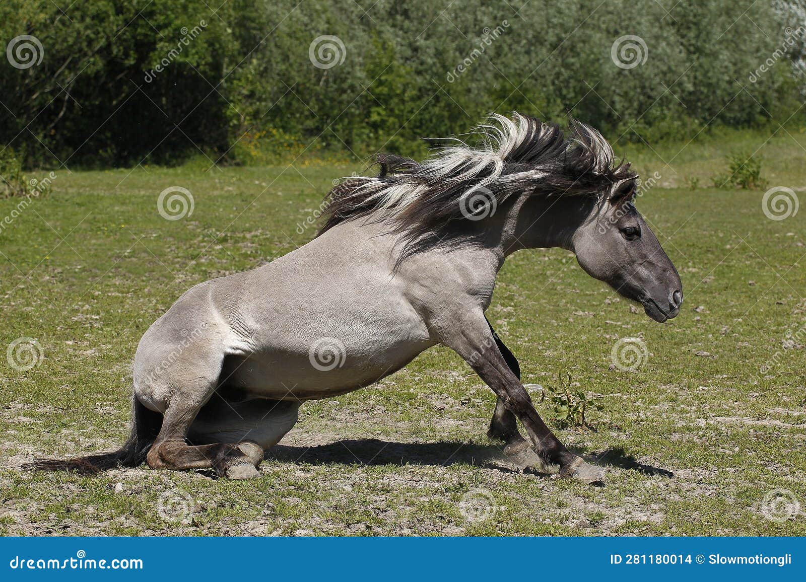 Tarpan Horse, Equus Caballus Gmelini Stock Photo - Image of full, equus ...