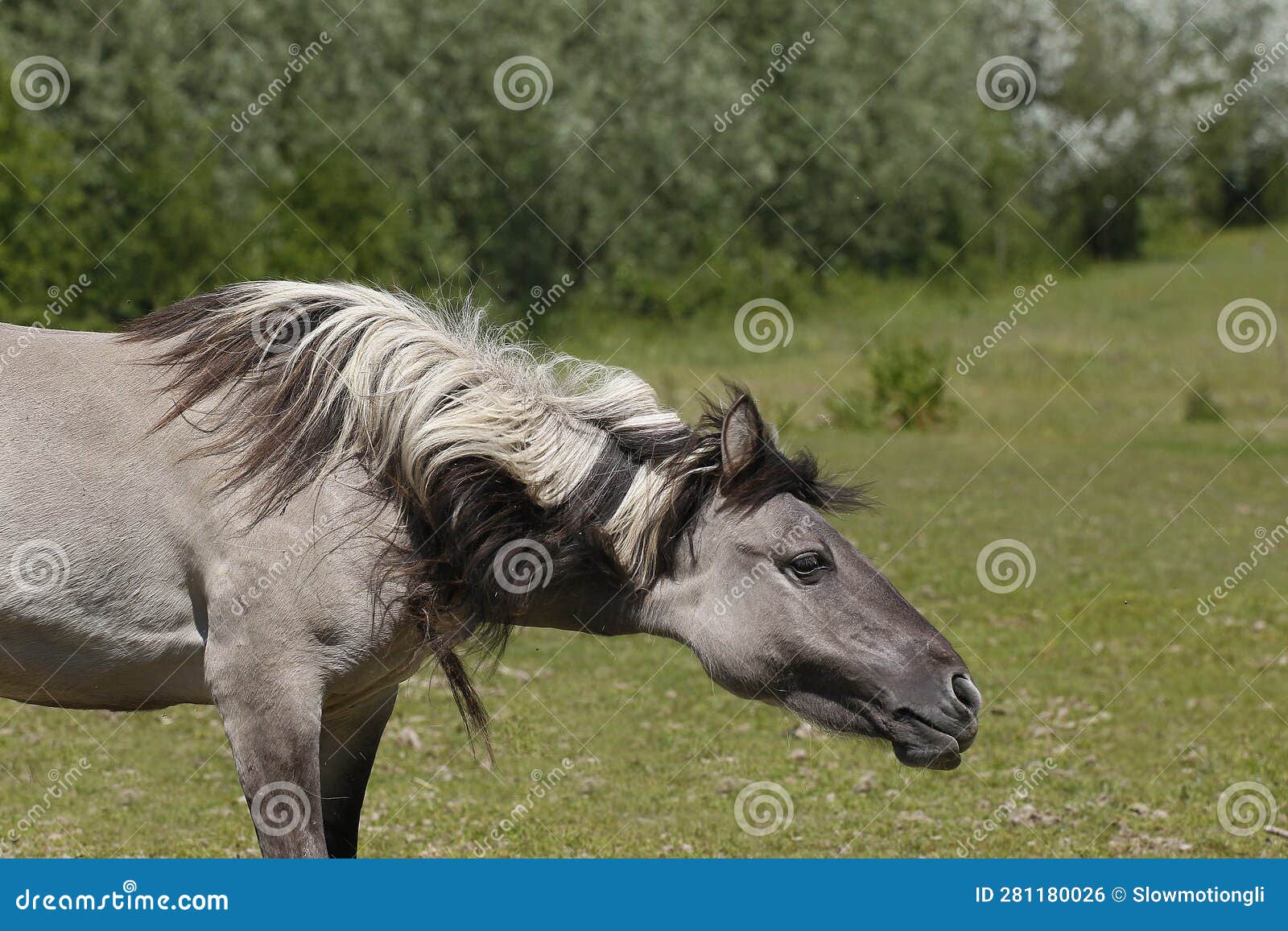 The Tarpan Horse Stock Photography | CartoonDealer.com #131014574