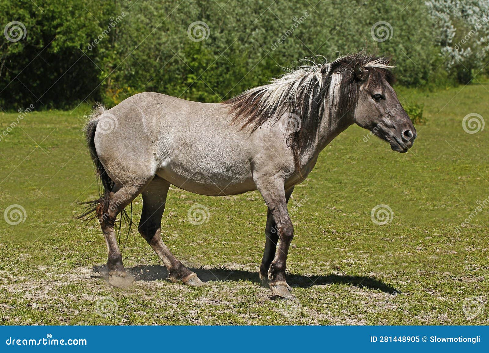 Tarpan Horse, Equus Caballus Gmelini Stock Image - Image of herbivore ...