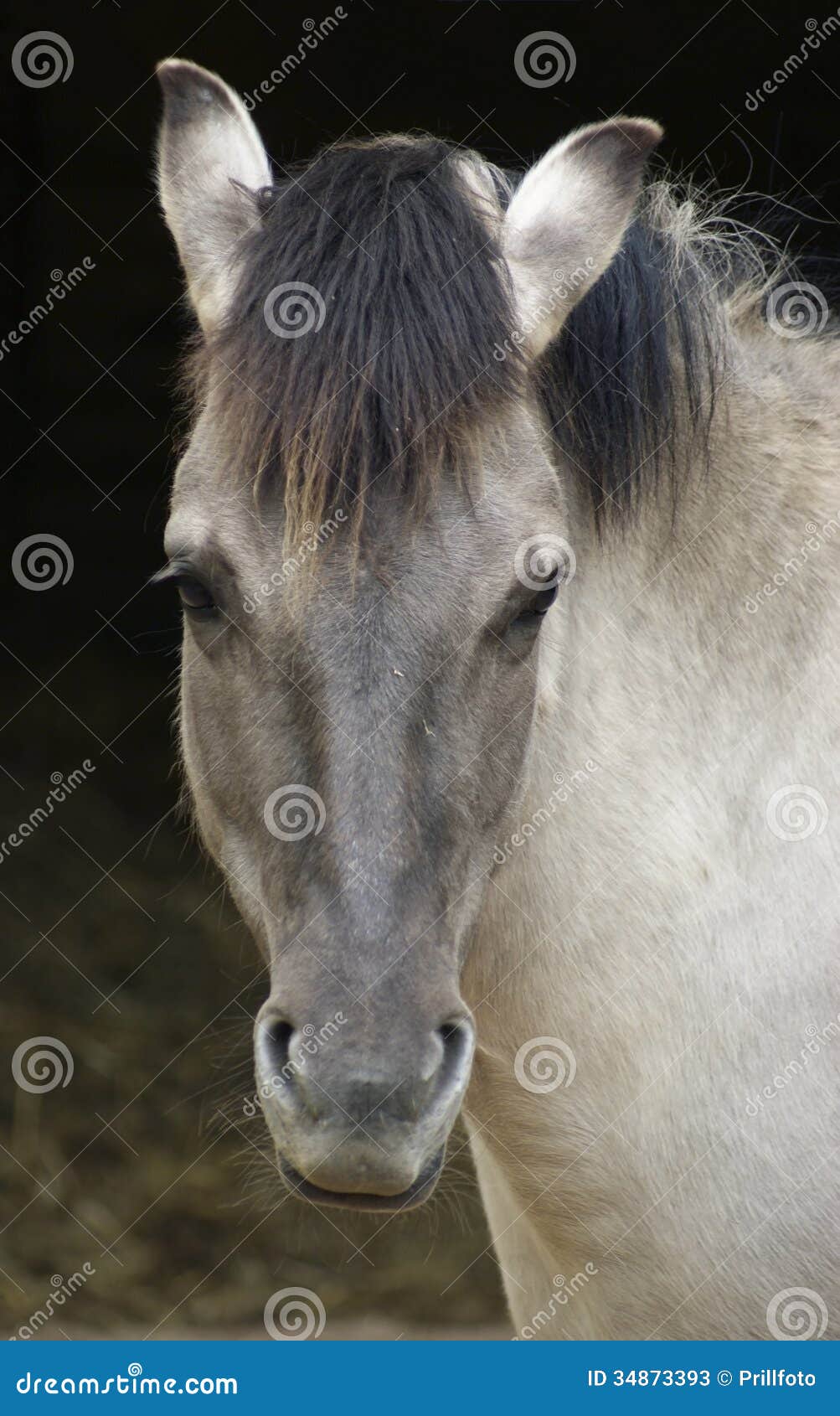 Tarpan portrait stock image. Image of ferus, view, head - 34873393
