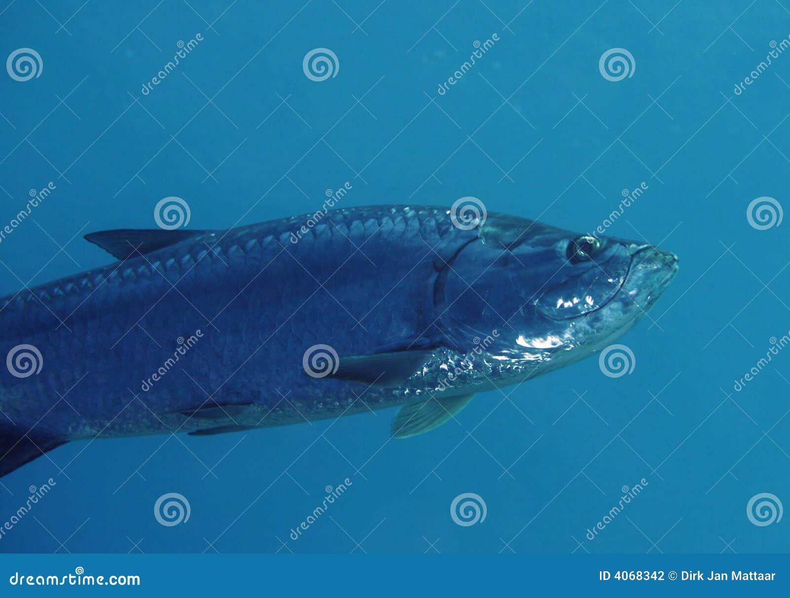 Tarpon stock photo. Image of blue, bonaire, marine, diving - 4068342