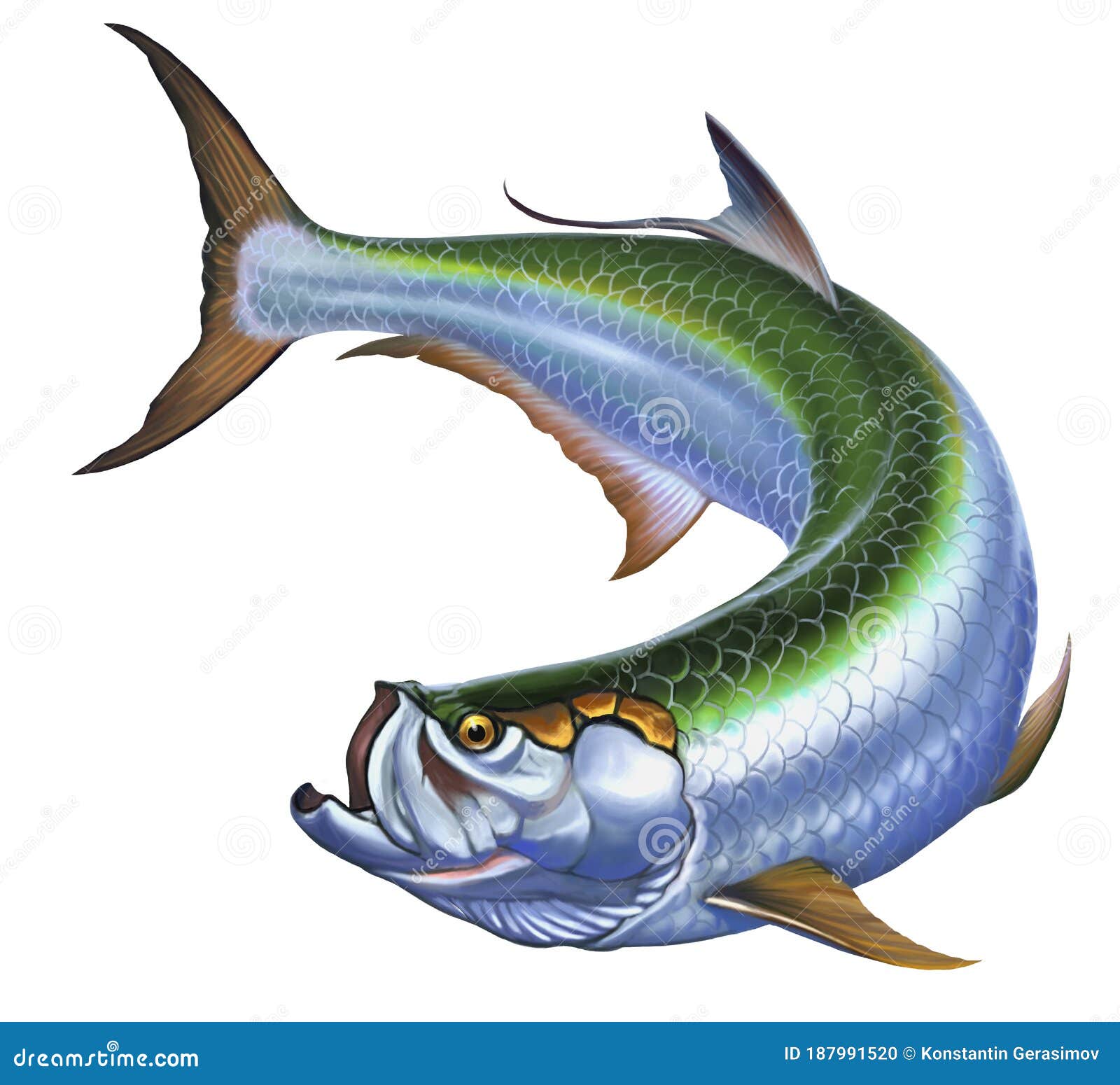 Tarpon Jumping Drawing