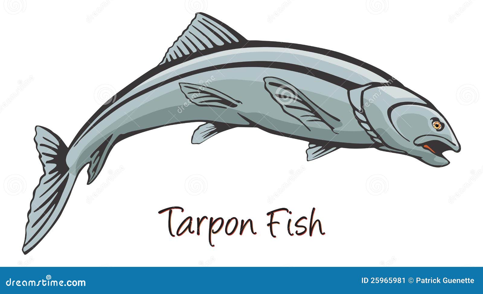 Tarpon, Color Illustration stock vector. Illustration of fauna - 25965981