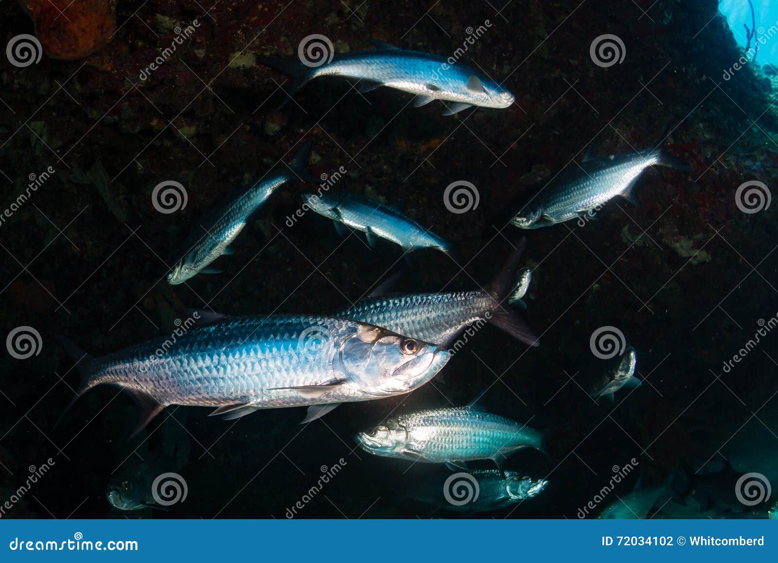 Tarpon on a coral reef stock photo. Image of coral, alive - 72034102