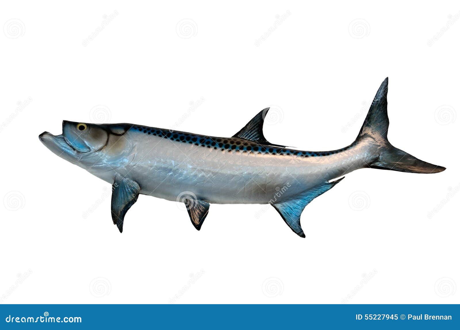 Tarpon fish stock image. Image of white, tarpon, silver - 55227945