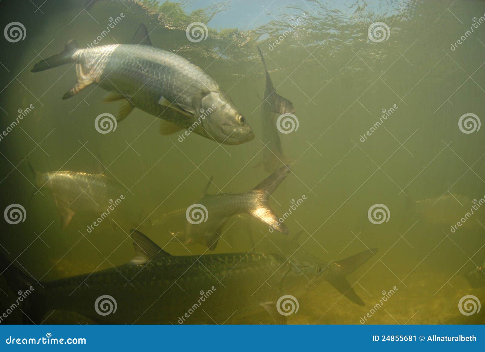 Tarpon Fish Swimming in the Ocean Stock Image - Image of megalops, life ...