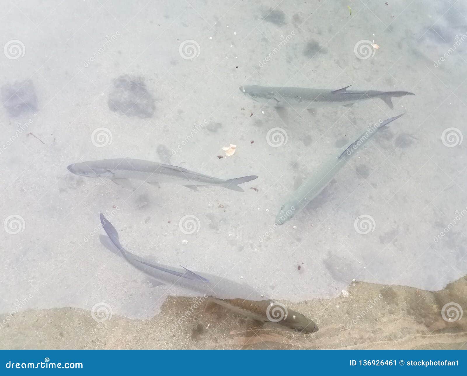Tarpon Fish Swimming in the Water with Reflection Stock Image - Image ...