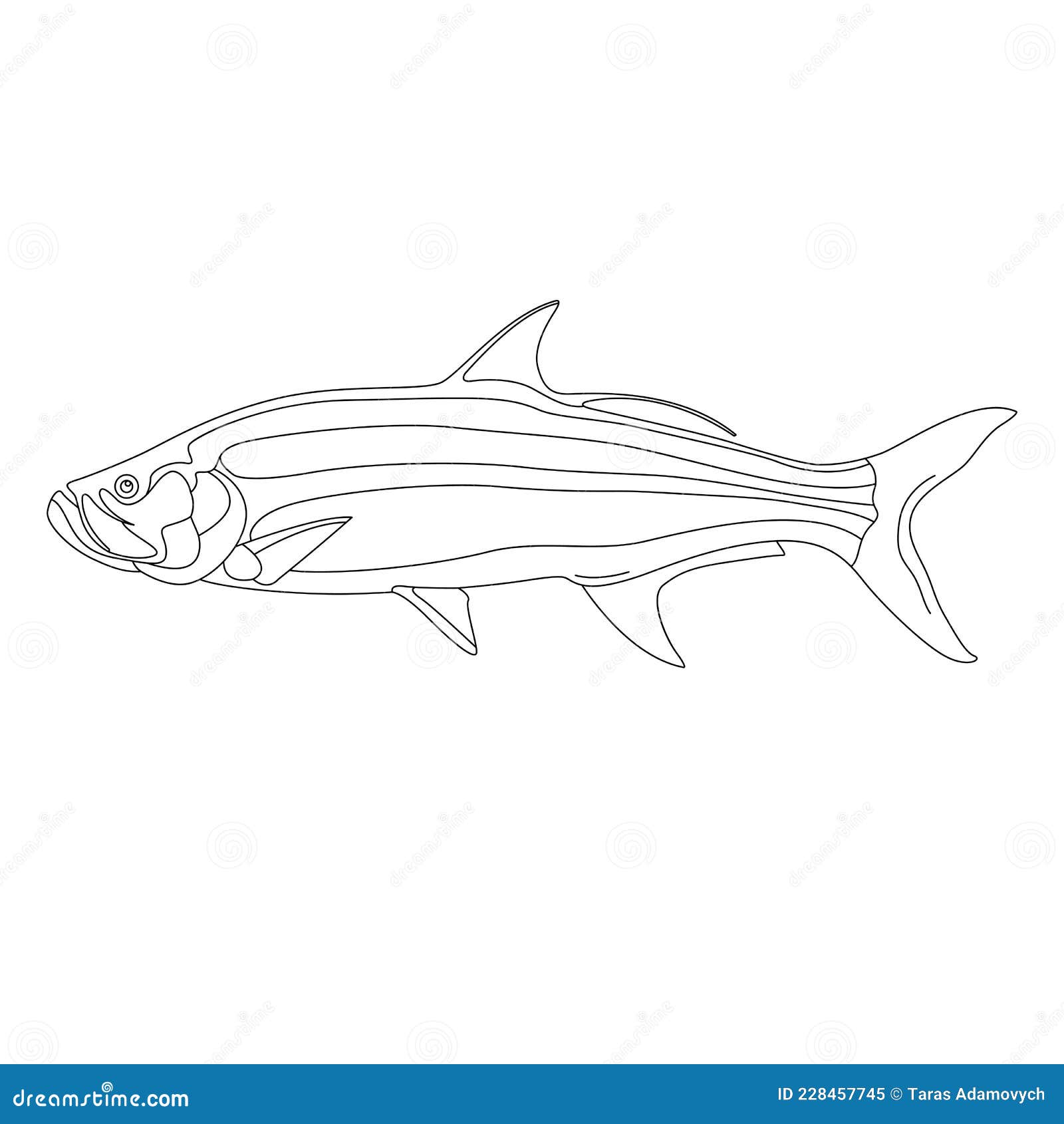 Tarpon Fish, Vector Illustration, Lining Draw, Side Stock Vector ...