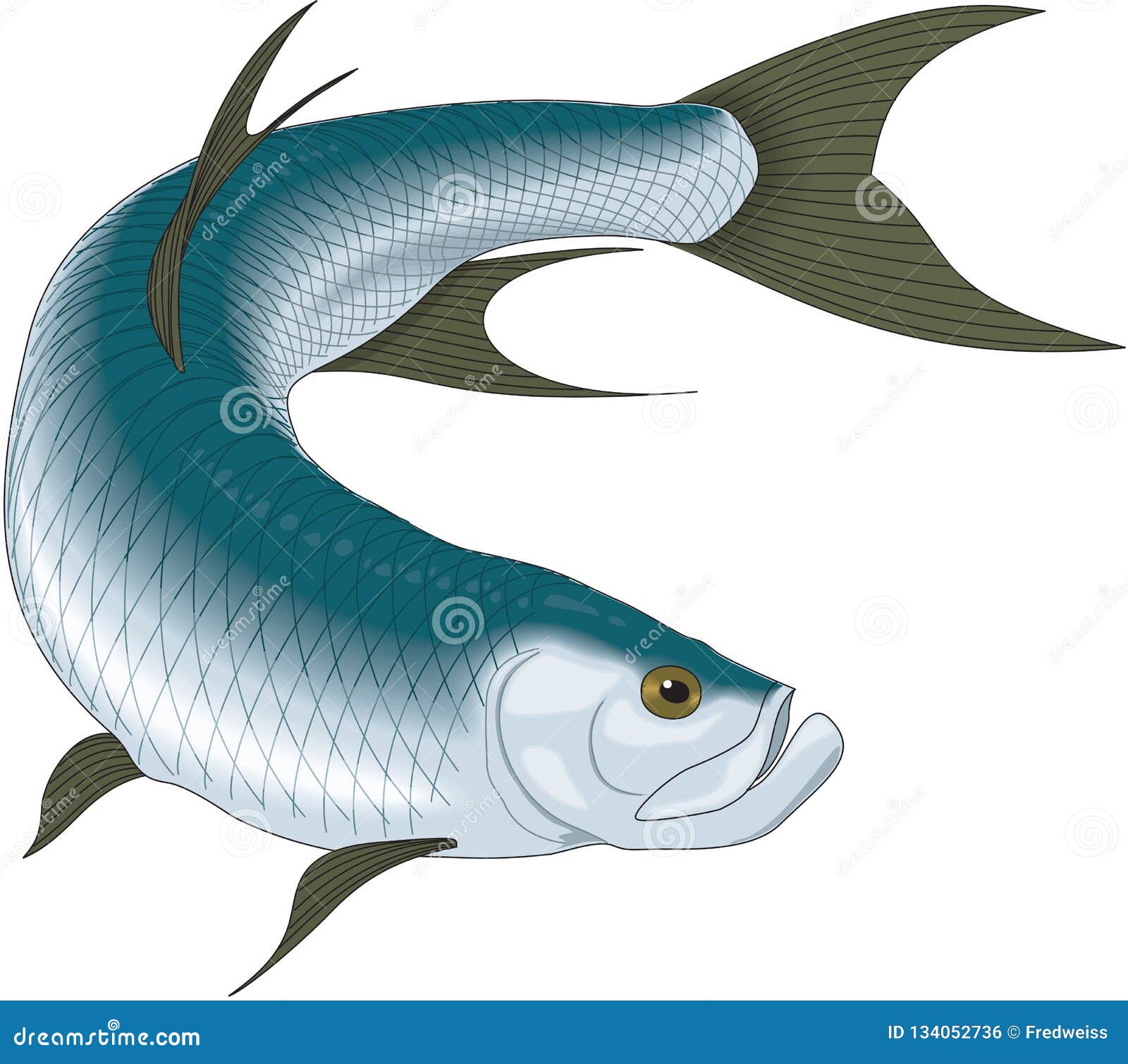 Tarpon Illustration stock vector. Illustration of marine - 134052736