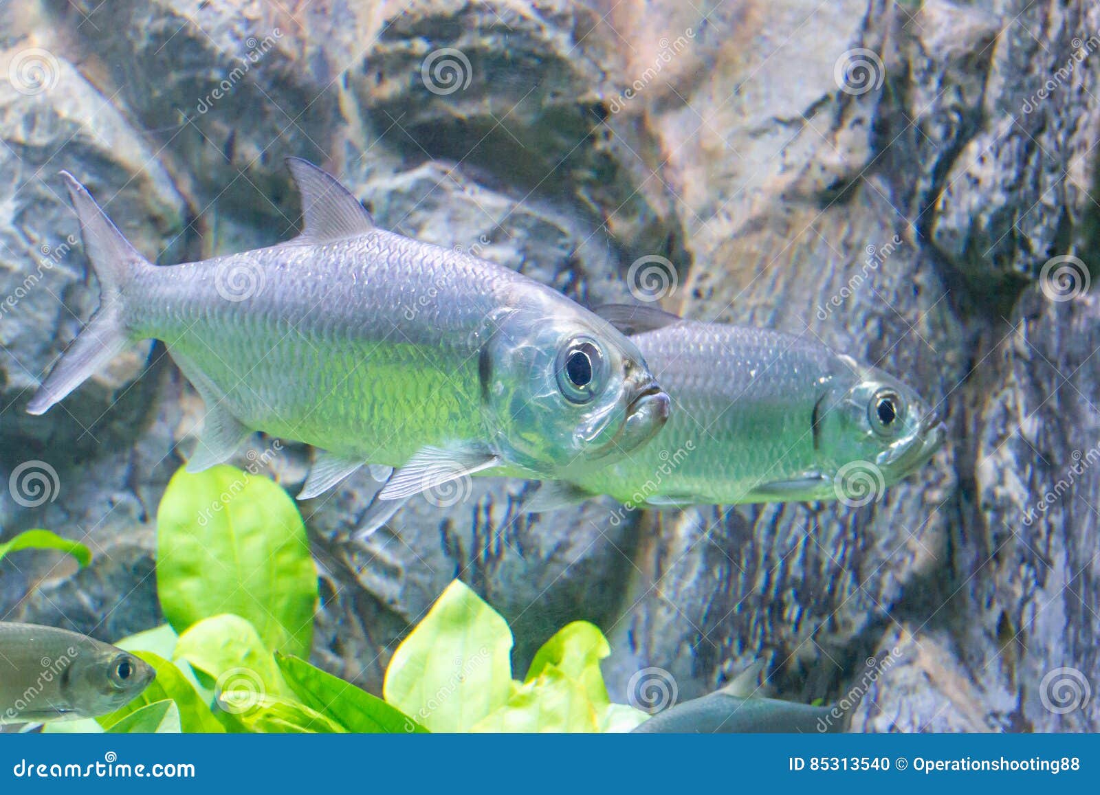 Tarpon Indo-Pacific or Megalops Cyprinoides Fish with Grass Back Stock ...
