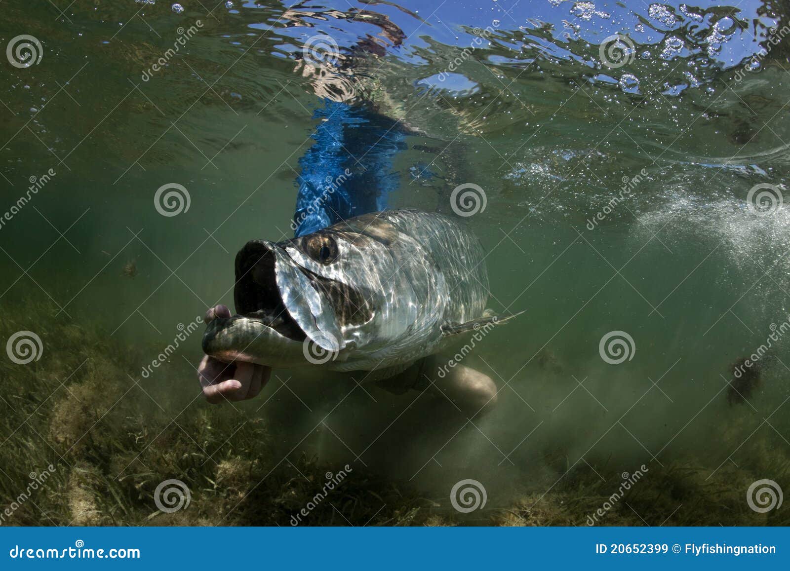 Tarpon Release Underwater stock image. Image of offshore - 20652399