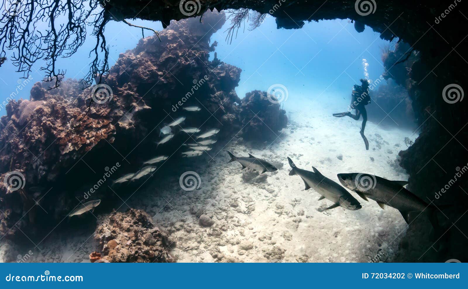 Tarpon in a Small Cave with SCUBA Diver Stock Photo - Image of ...