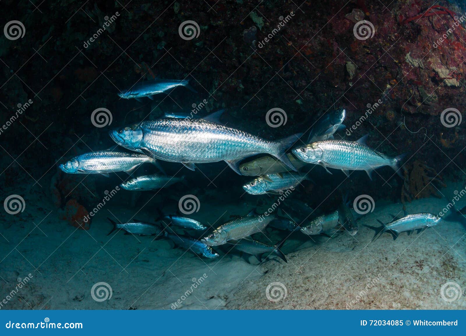 Tarpon in a small cave stock image. Image of fish, cavern - 72034085