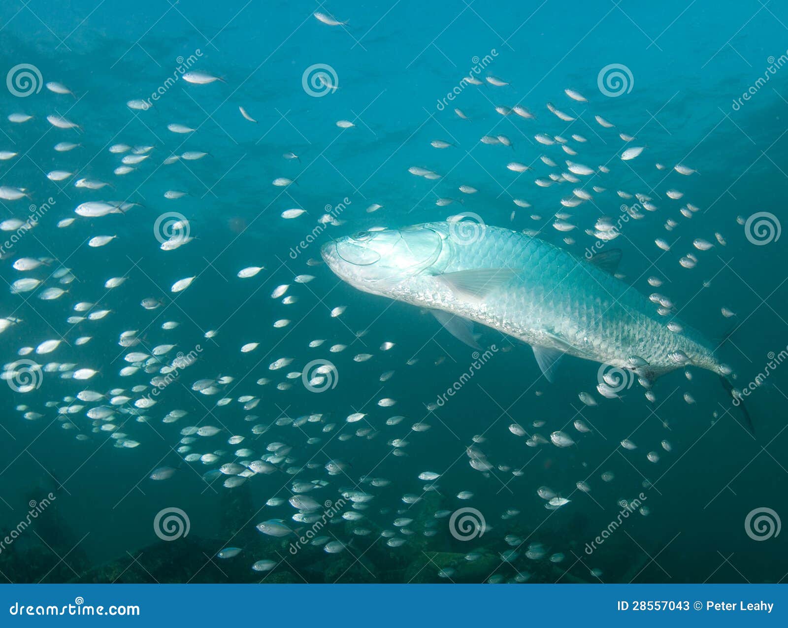 Tarpon Swimming in Open Water Stock Image - Image of tropical ...