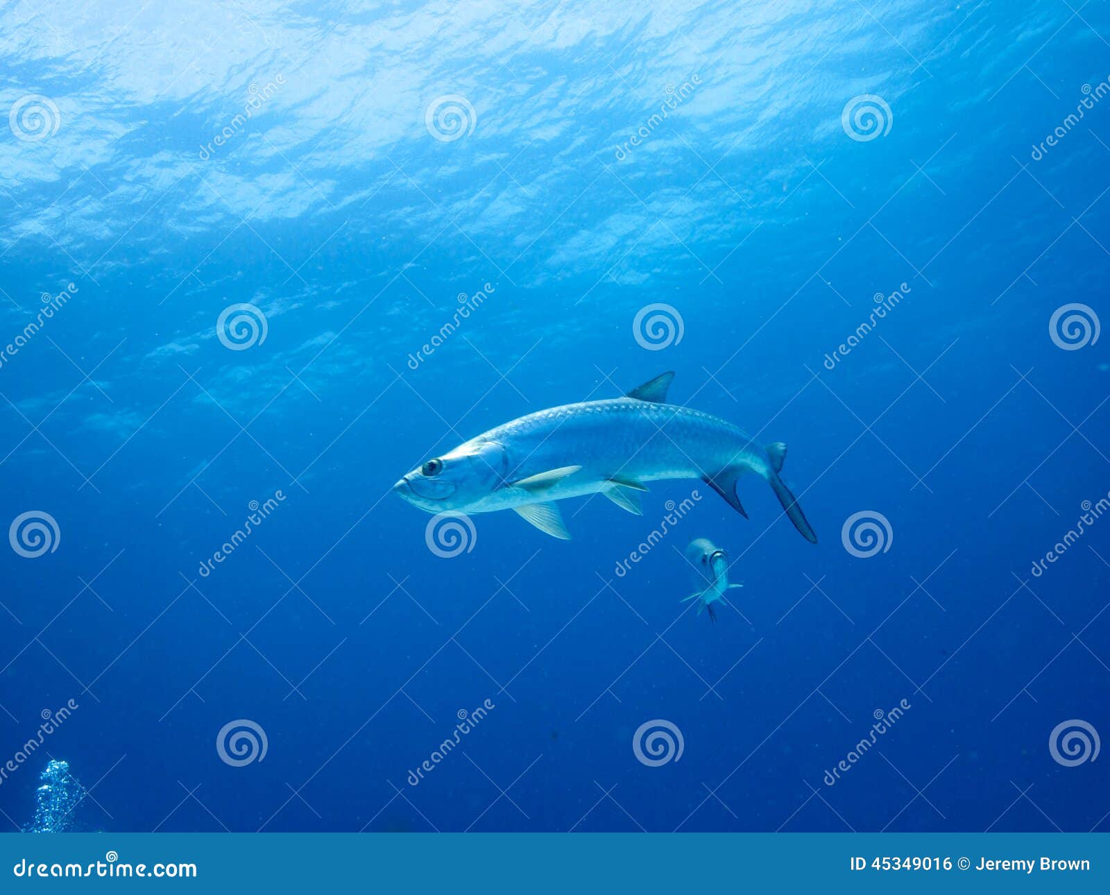 Tarpon stock photo. Image of undersea, antilles, atlanticus - 45349016