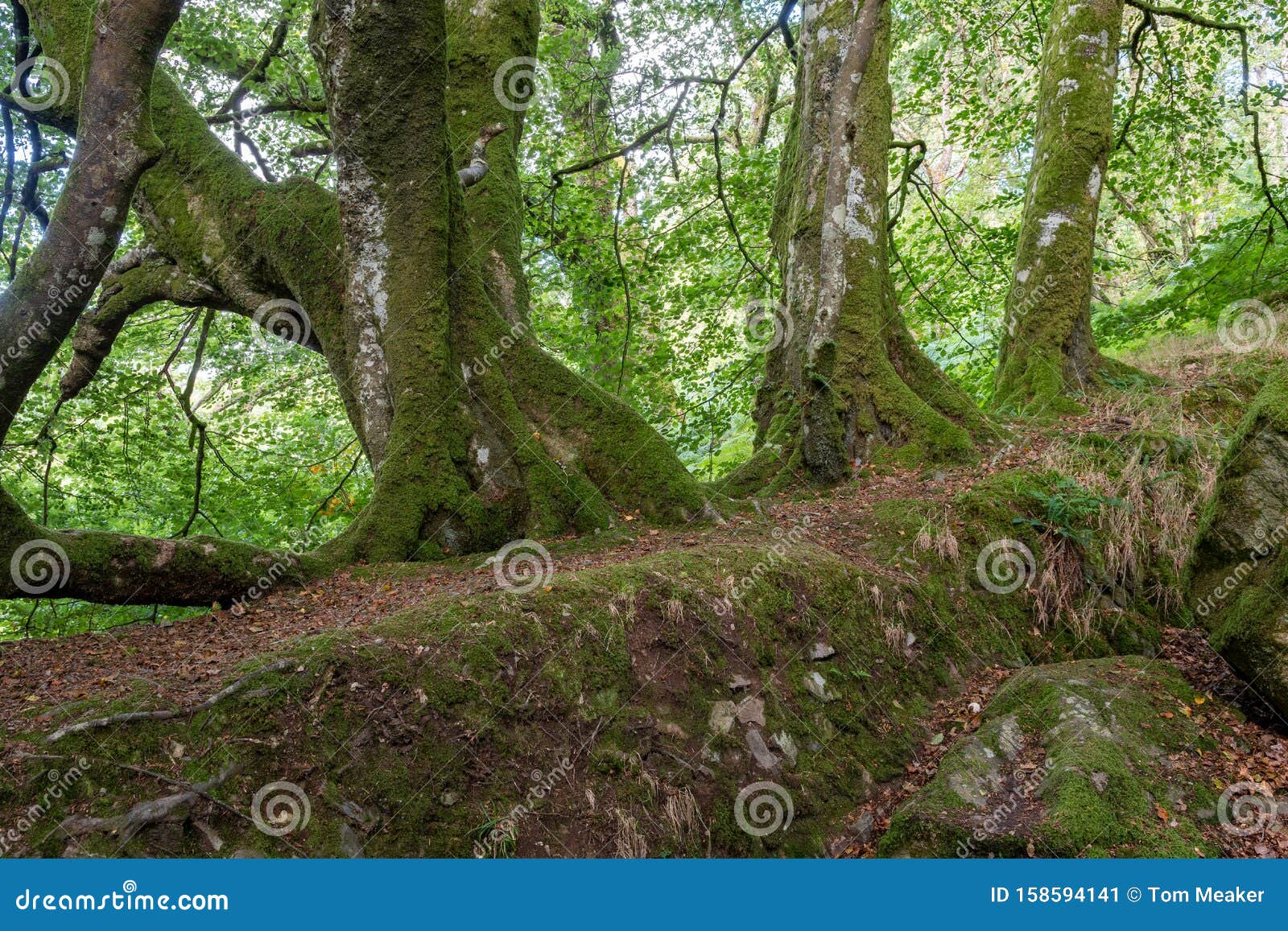 Tarr Steps in Devon stock image. Image of wall, wilderness - 158594141