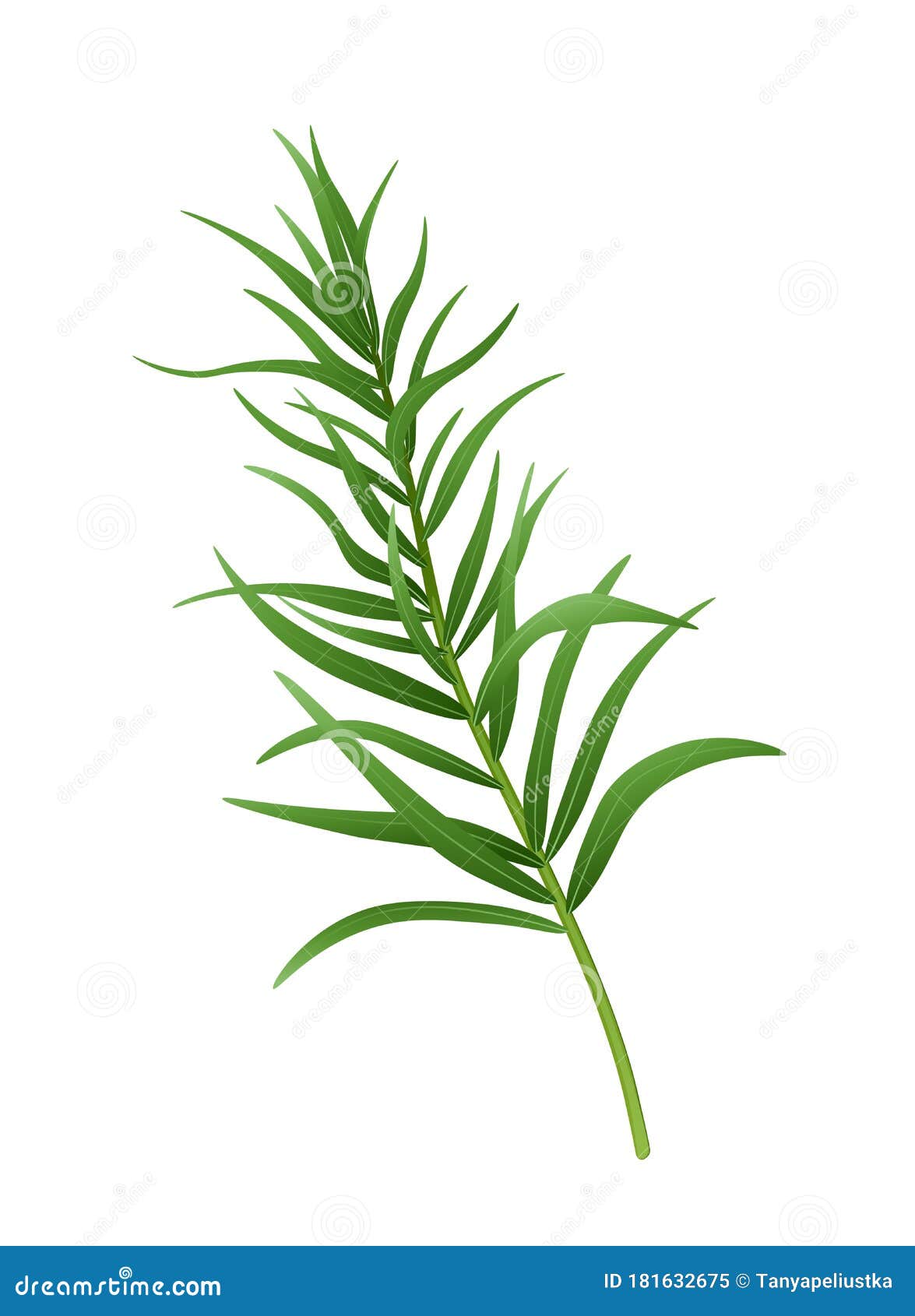 Fresh Green Tarragon Branch. Vector Illustration Stock Vector ...