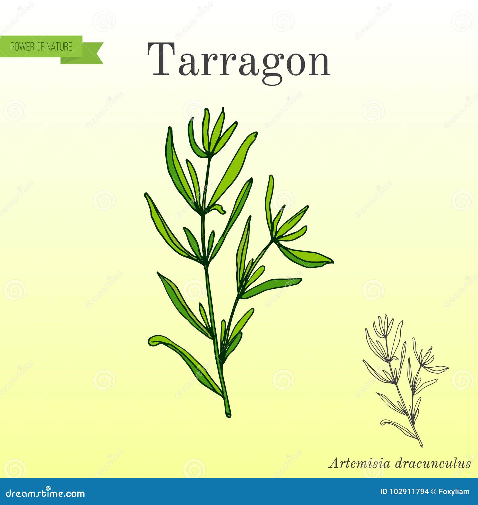 Tarragon, Aromatic Kitchen Herb Stock Vector - Illustration of grass ...