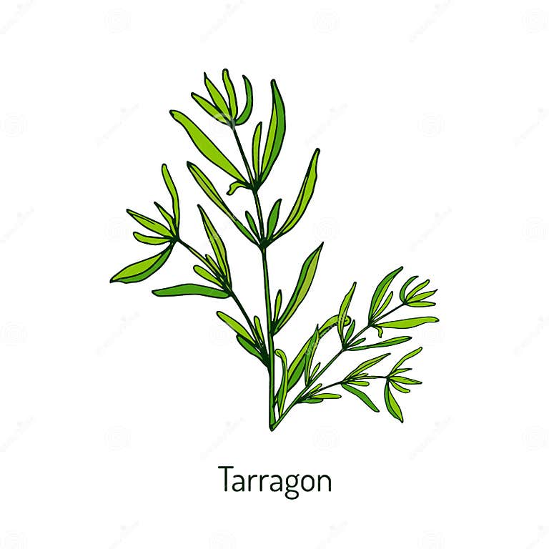Tarragon, Aromatic Kitchen Herb Stock Vector - Illustration of natural ...