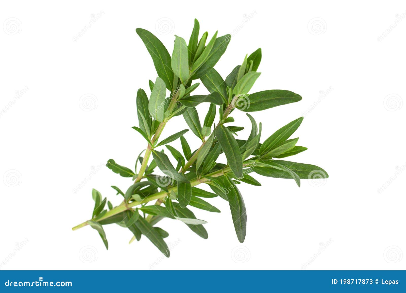 Tarragon Leaf Bunch Closeup Stock Image - Image of estragon, health ...