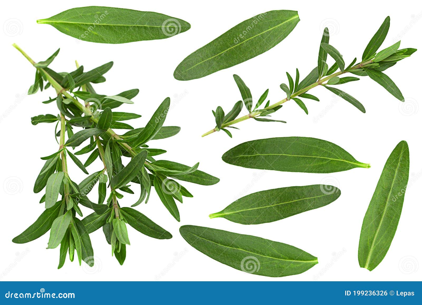 Tarragon Leaf Collection Closeup Stock Photo - Image of closeup ...