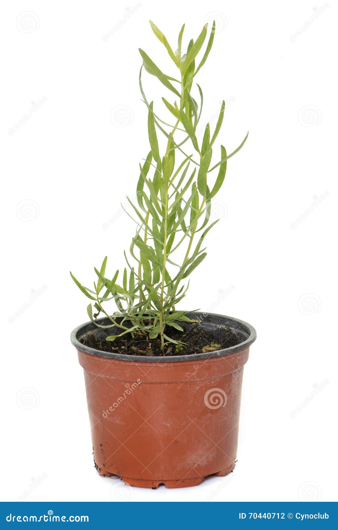 Tarragon in pot stock photo. Image of herb, background - 70440712