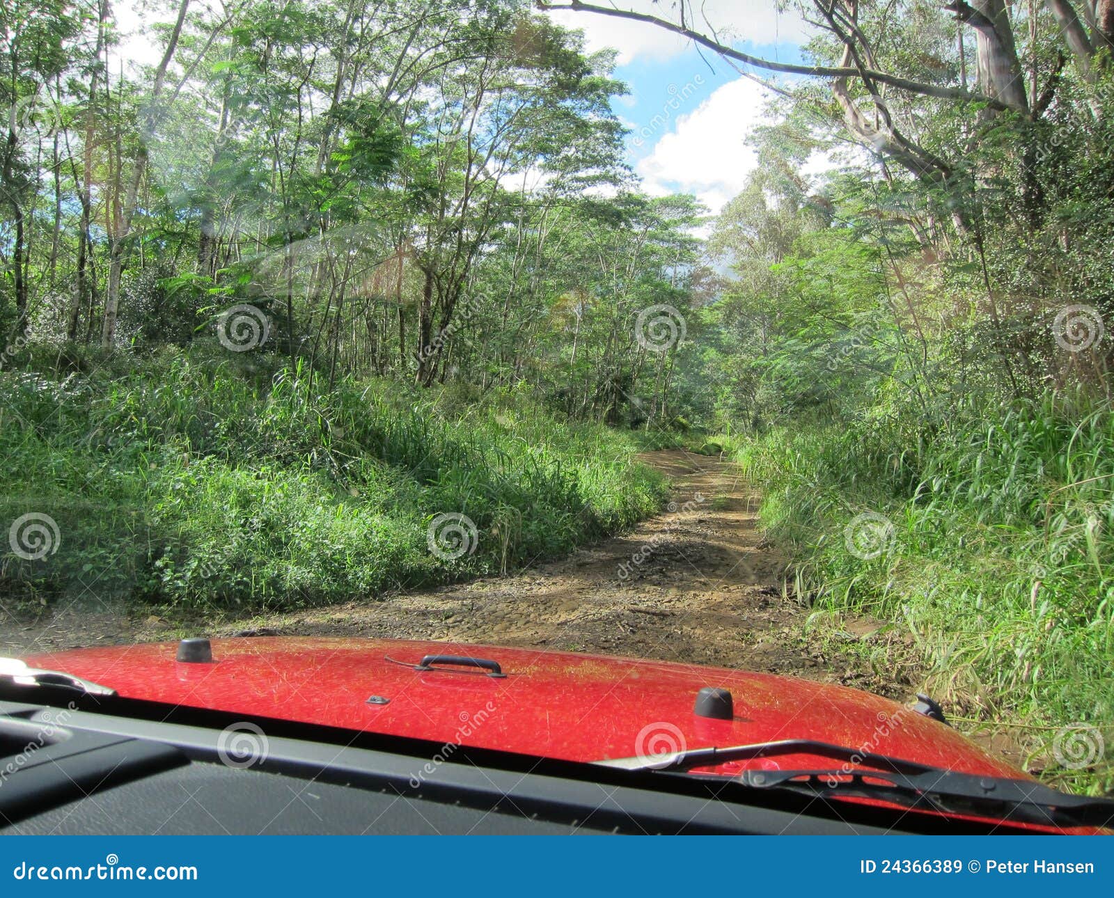 Tarred Road through Lush Woodland Stock Image - Image of scenic, travel ...