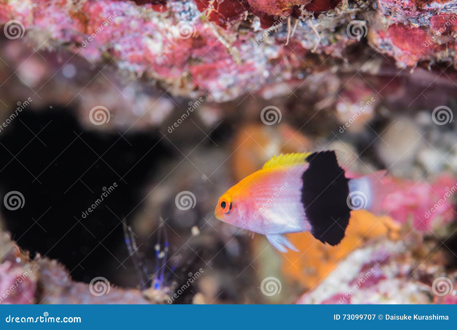 Tarry hogfish stock image. Image of tarry, travel, macro - 73099707
