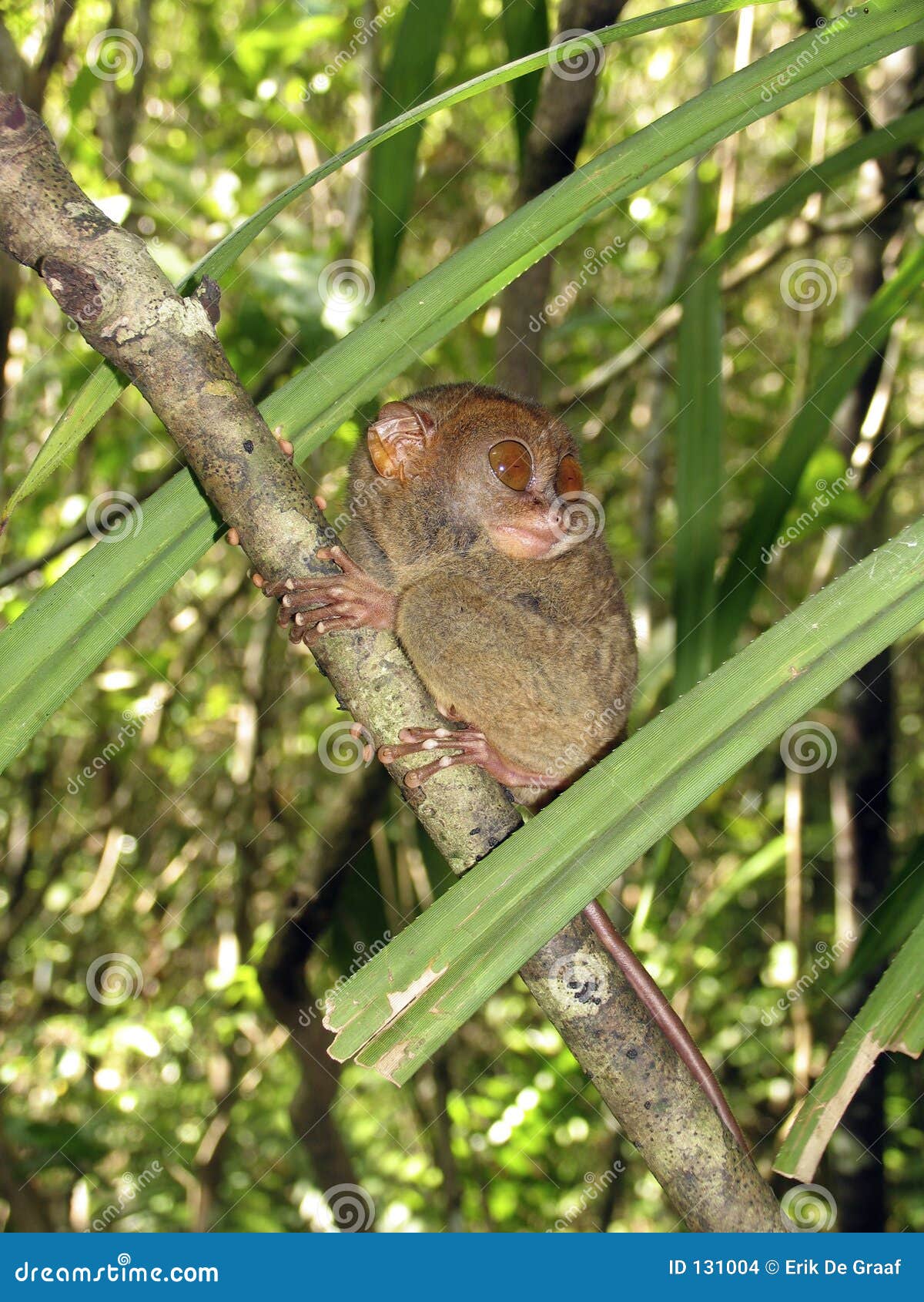Tarsier 1 stock photo. Image of primates, species, primate - 131004